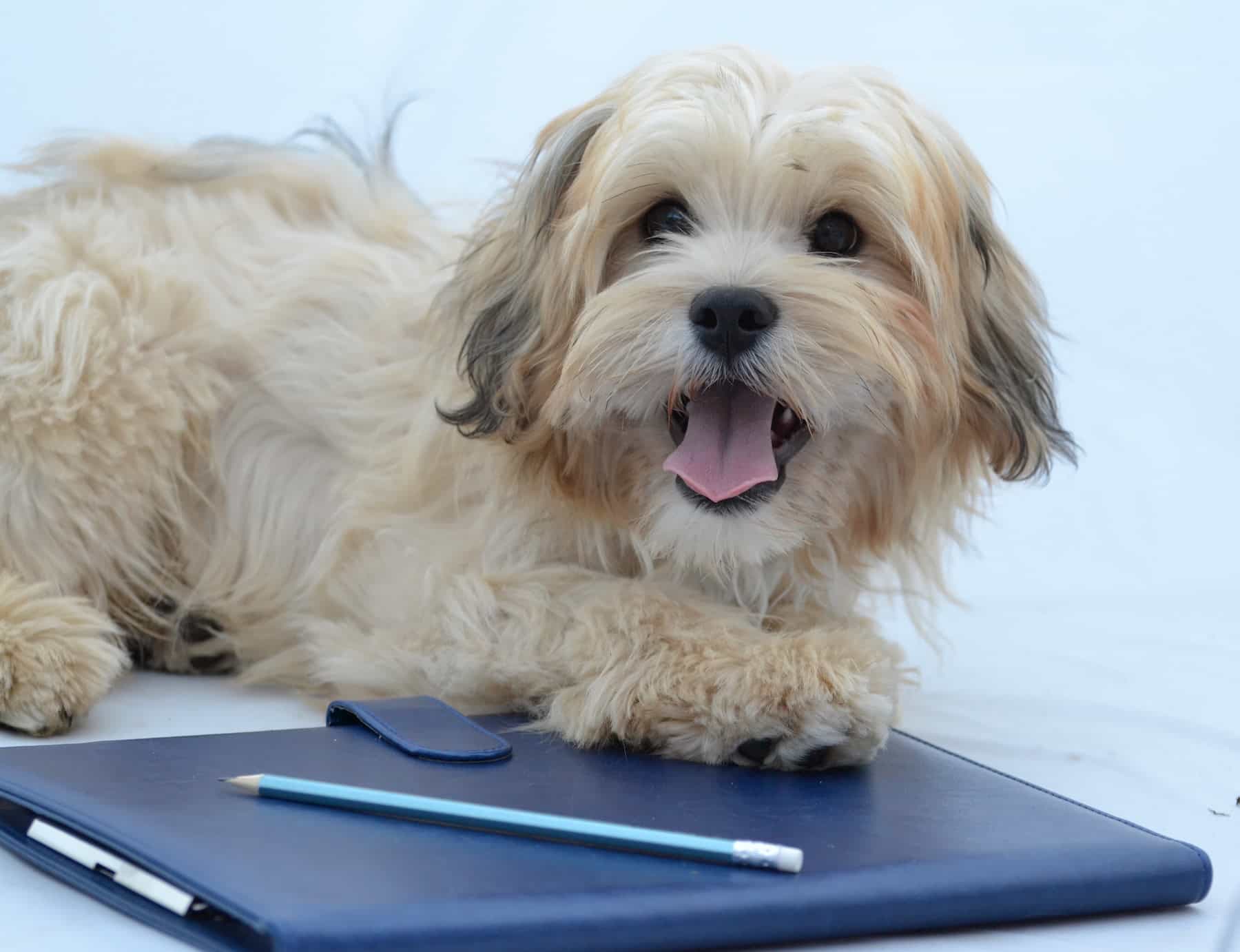 What we offer – Dog-ease