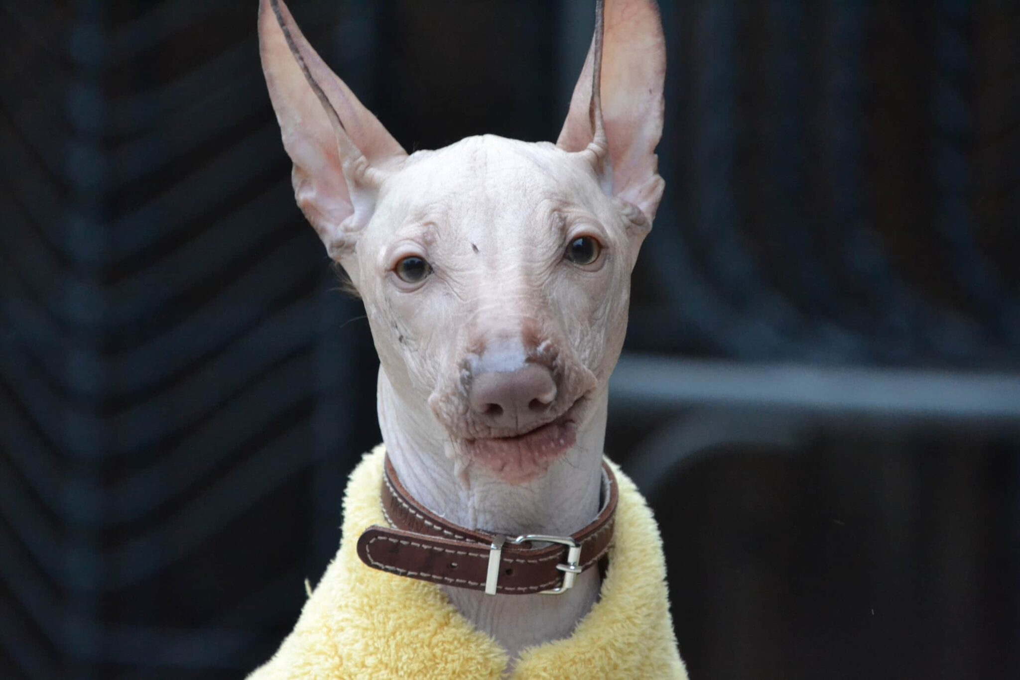 EVERYTHING YOU NEED TO KNOW ABOUT HAIRLESS DOG BREEDS – COUNTRYLIVING ...